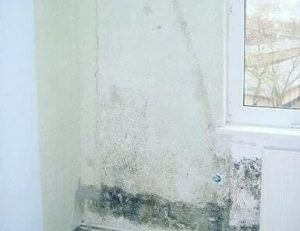 10 Different Types of Mold in Homes - HOME AIR ADVISOR
