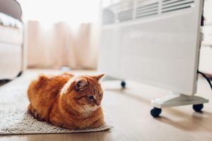 The Best (and Safest) Space Heaters for Pets